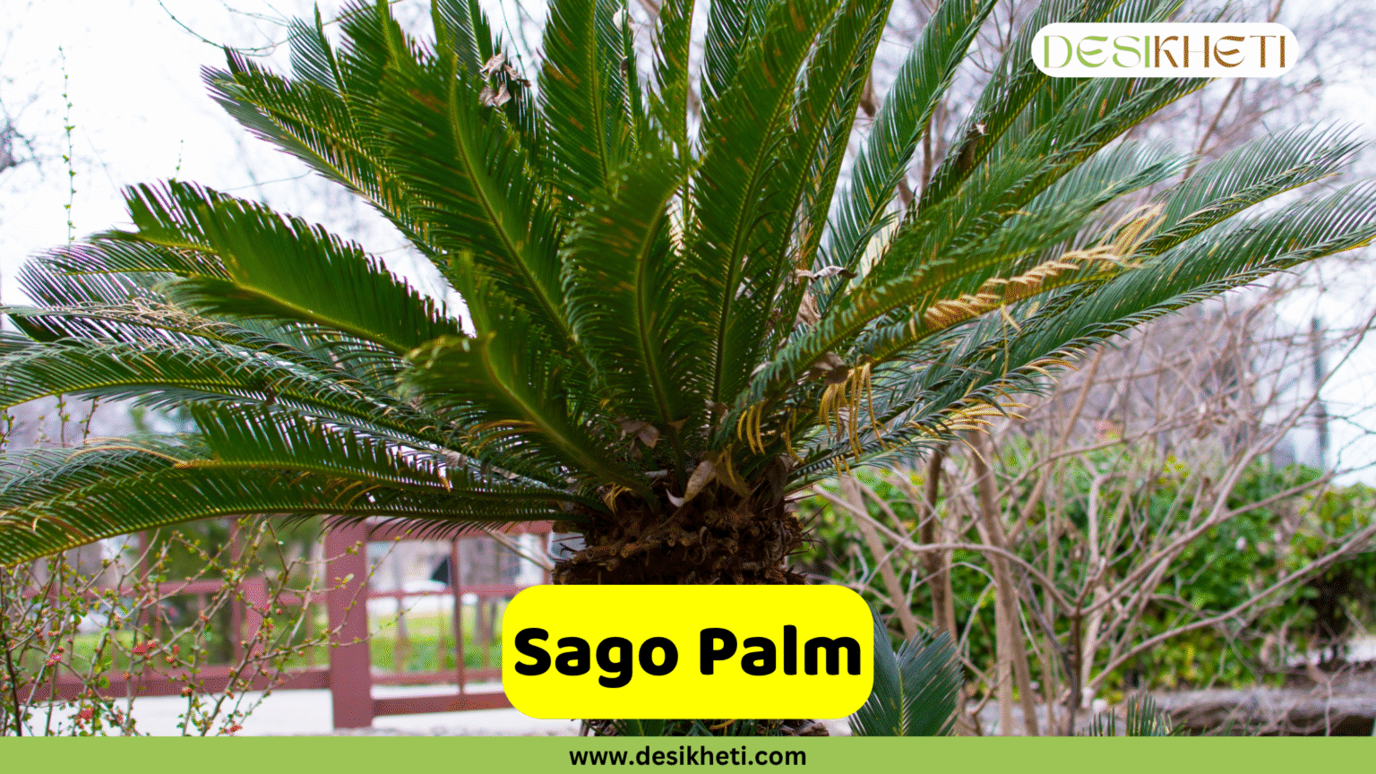 15 Types of Palm Tree Varieties That Beautify Your Home and Landscape ...