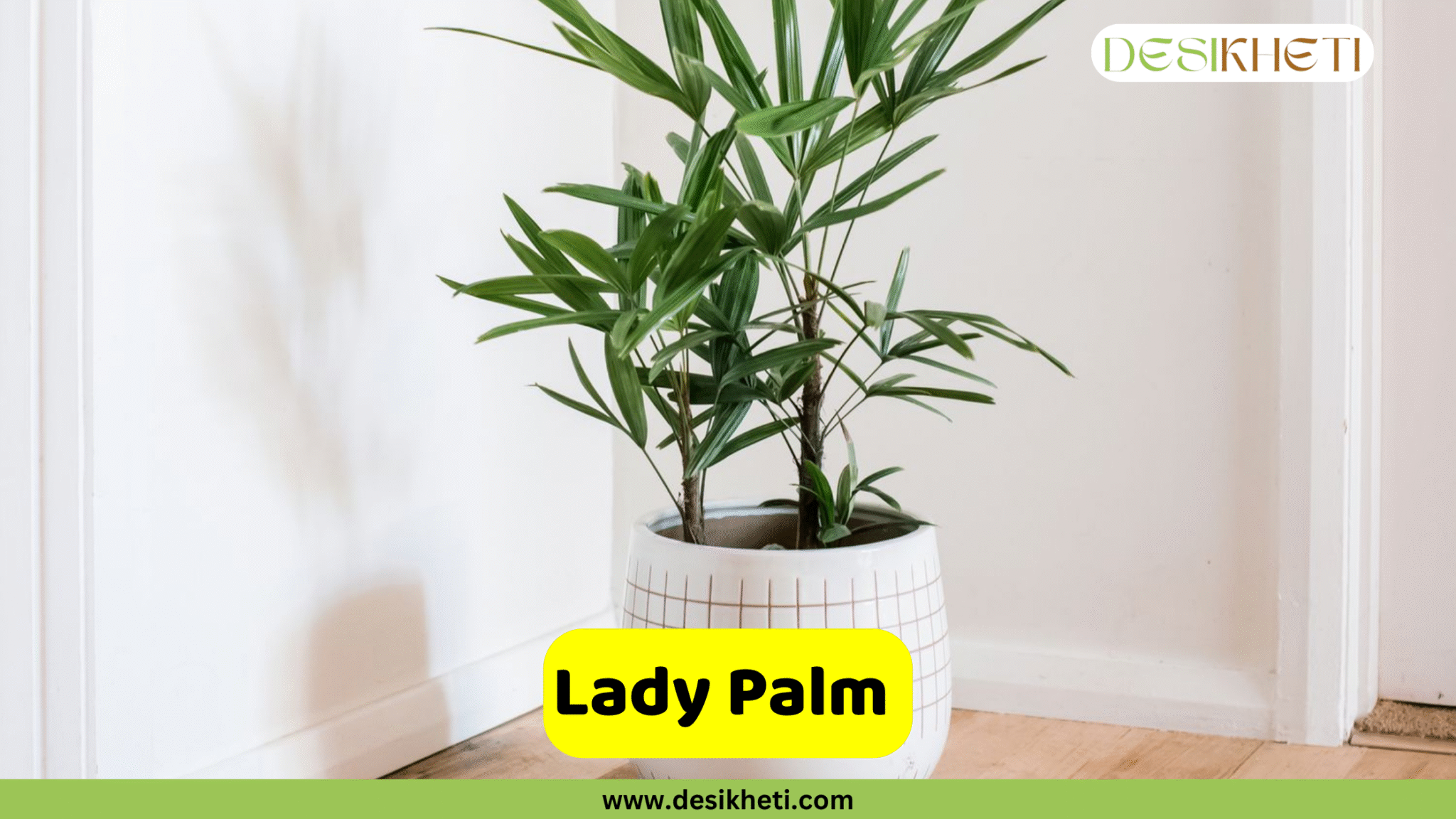 15 Types of Palm Tree Varieties That Beautify Your Home and Landscape ...