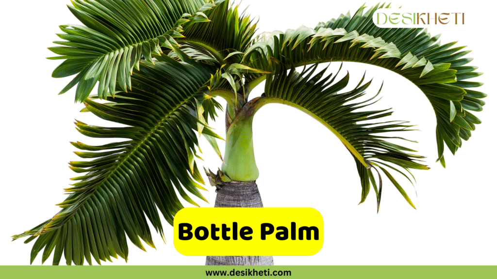 15 Types of Palm Tree Varieties That Beautify Your Home and Landscape ...