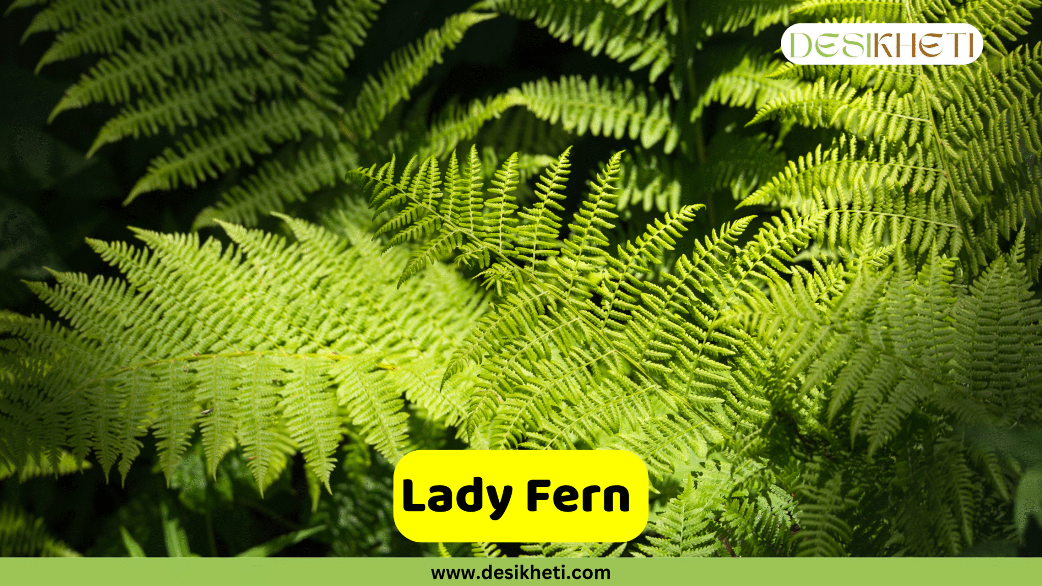 15 Best Fern Varieties to Grow in Your Garden: Indoor & Outdoor Care ...