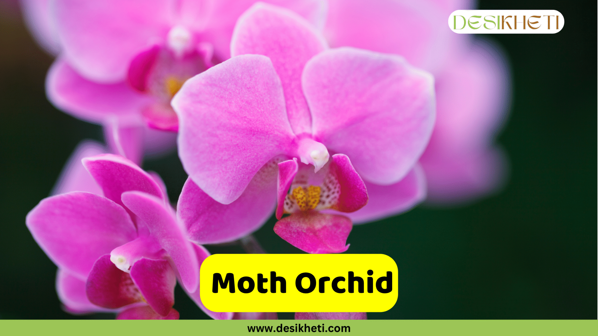15 Popular Types of Orchids in India - DesiKheti