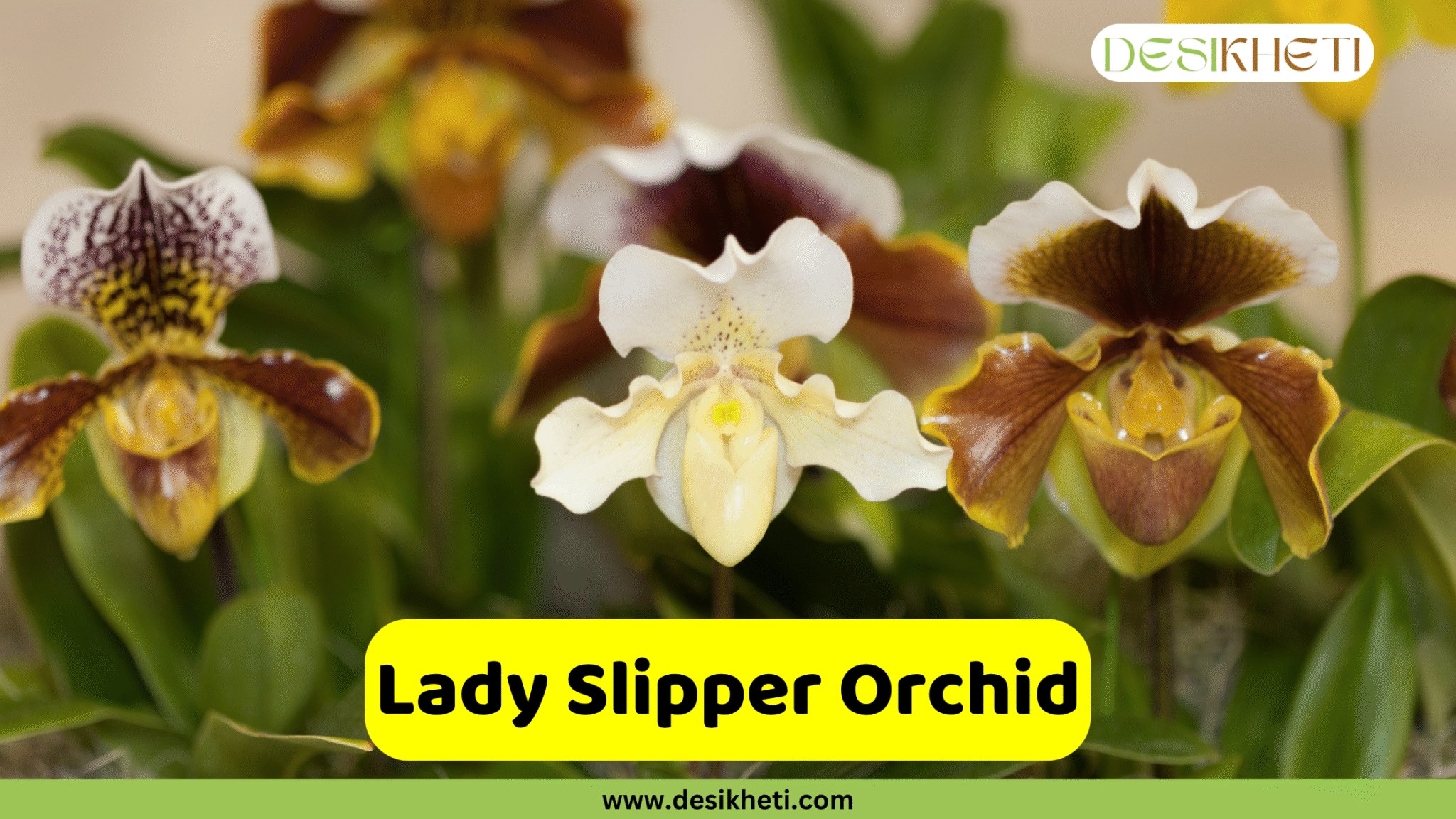 15 Popular Types of Orchids in India - DesiKheti