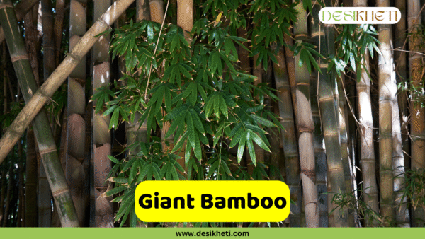 15 Best Types of Bamboo to Grow in Your Garden - DesiKheti