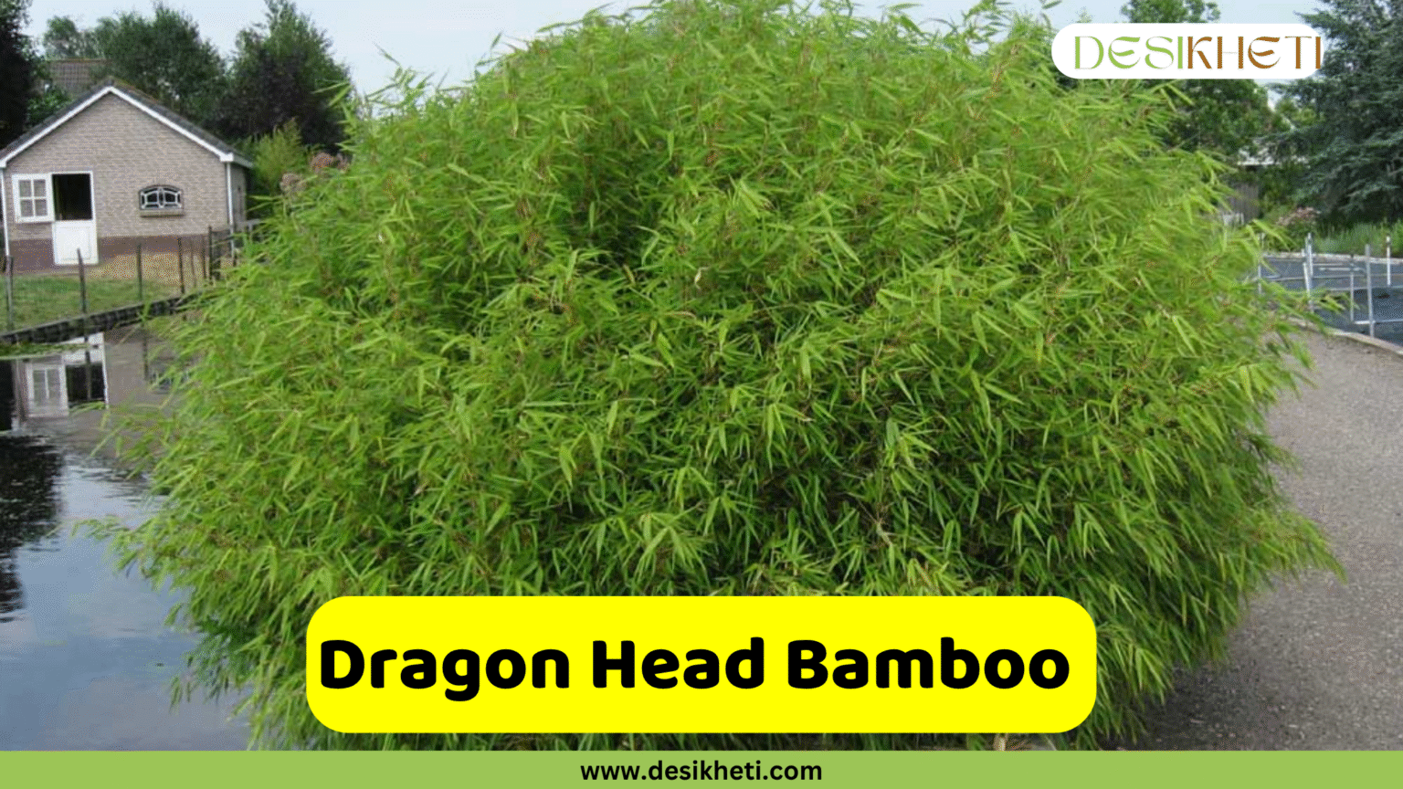 15 Best Types of Bamboo to Grow in Your Garden - DesiKheti