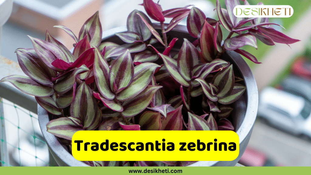 15 Best Creeper Plants for Indian Gardens: Uses, Benefits & Care Tips ...
