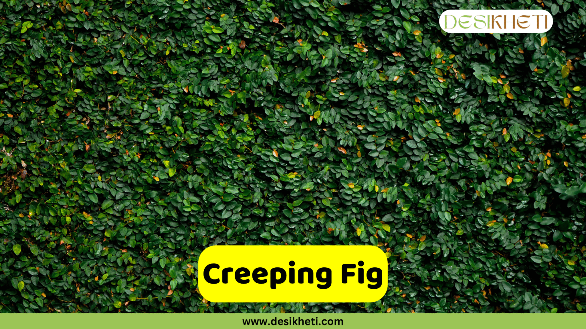 15 Best Creeper Plants for Indian Gardens: Uses, Benefits & Care Tips ...