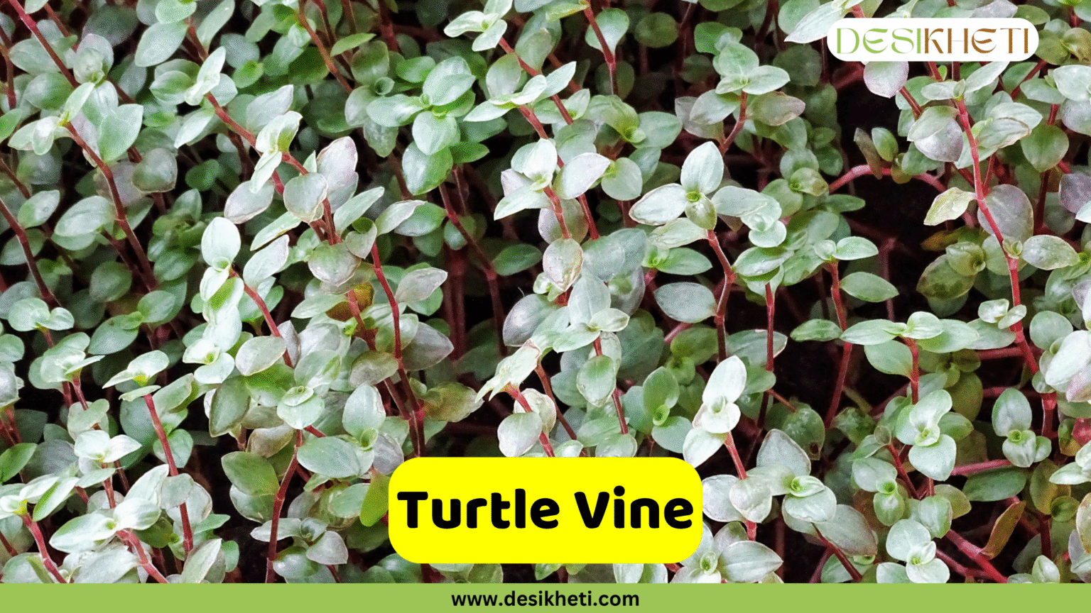 15 Best Creeper Plants for Indian Gardens: Uses, Benefits & Care Tips ...