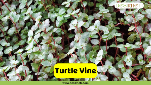 15 Best Creeper Plants for Indian Gardens: Uses, Benefits & Care Tips ...