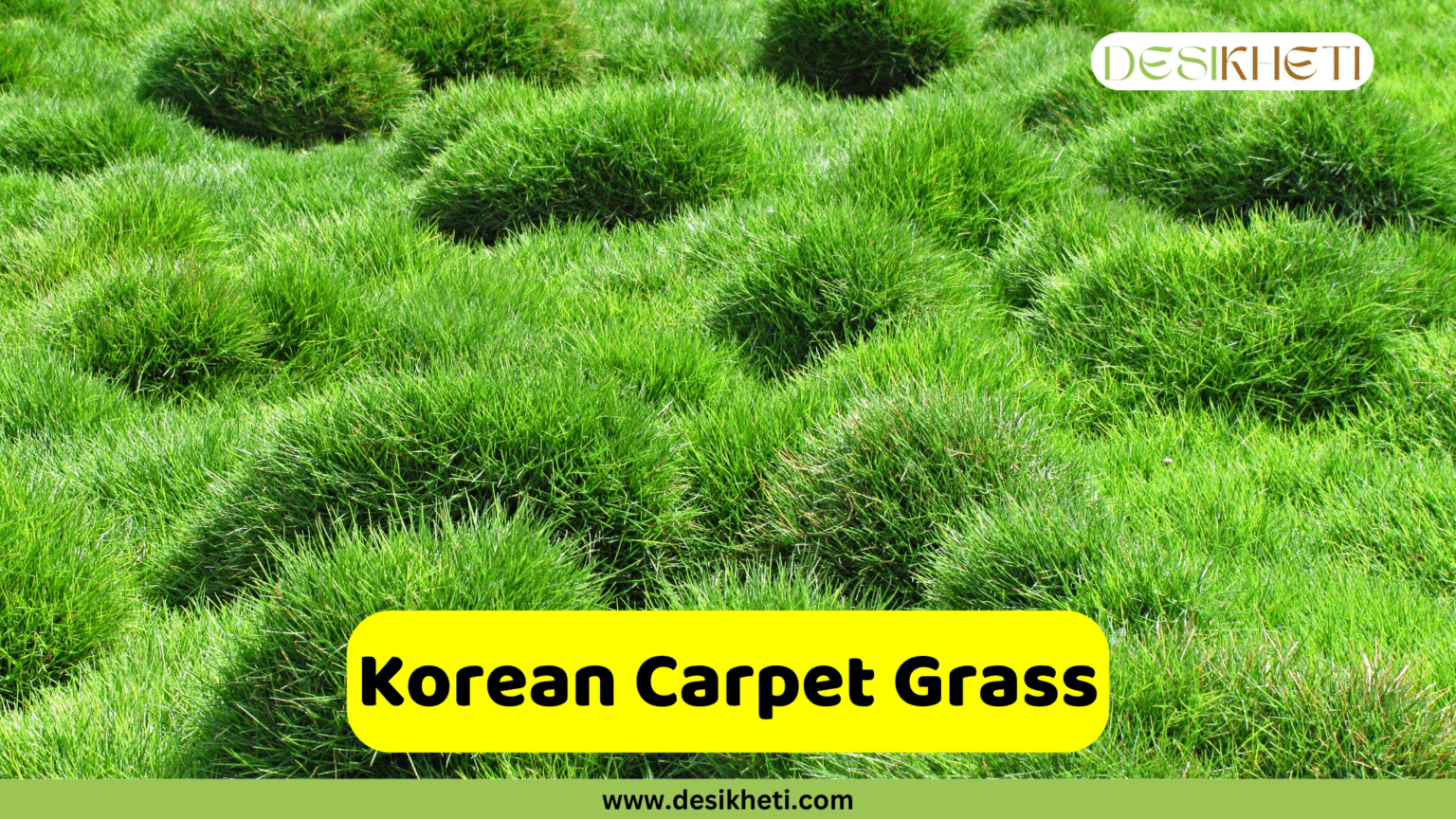 15 Best Creeper Plants for Indian Gardens: Uses, Benefits & Care Tips ...