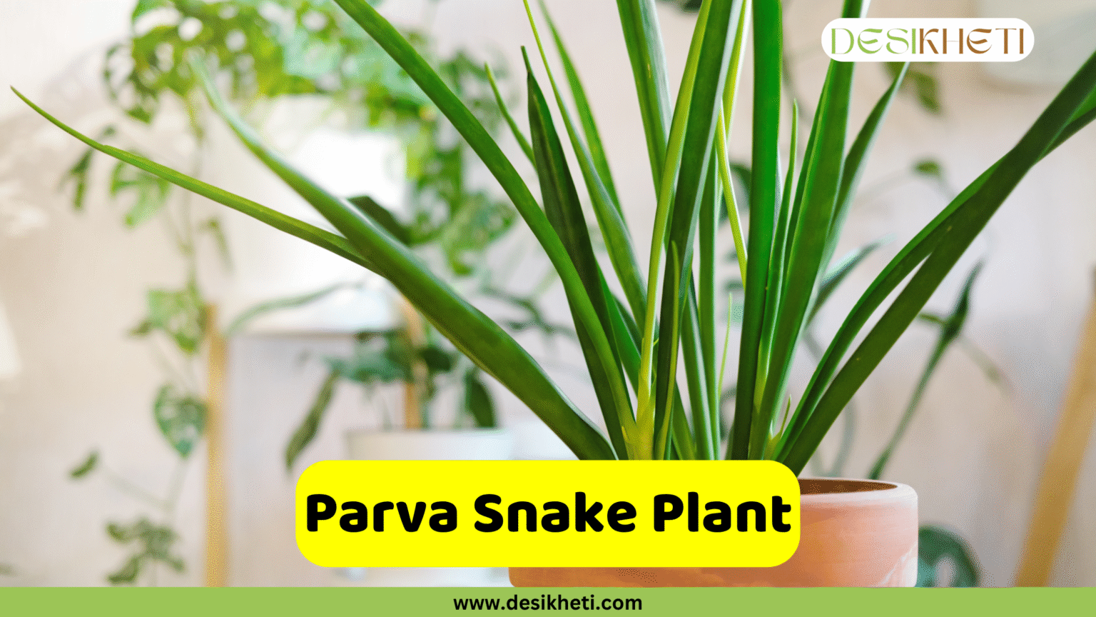 15 Types of Snake Plants for Your Garden - DesiKheti