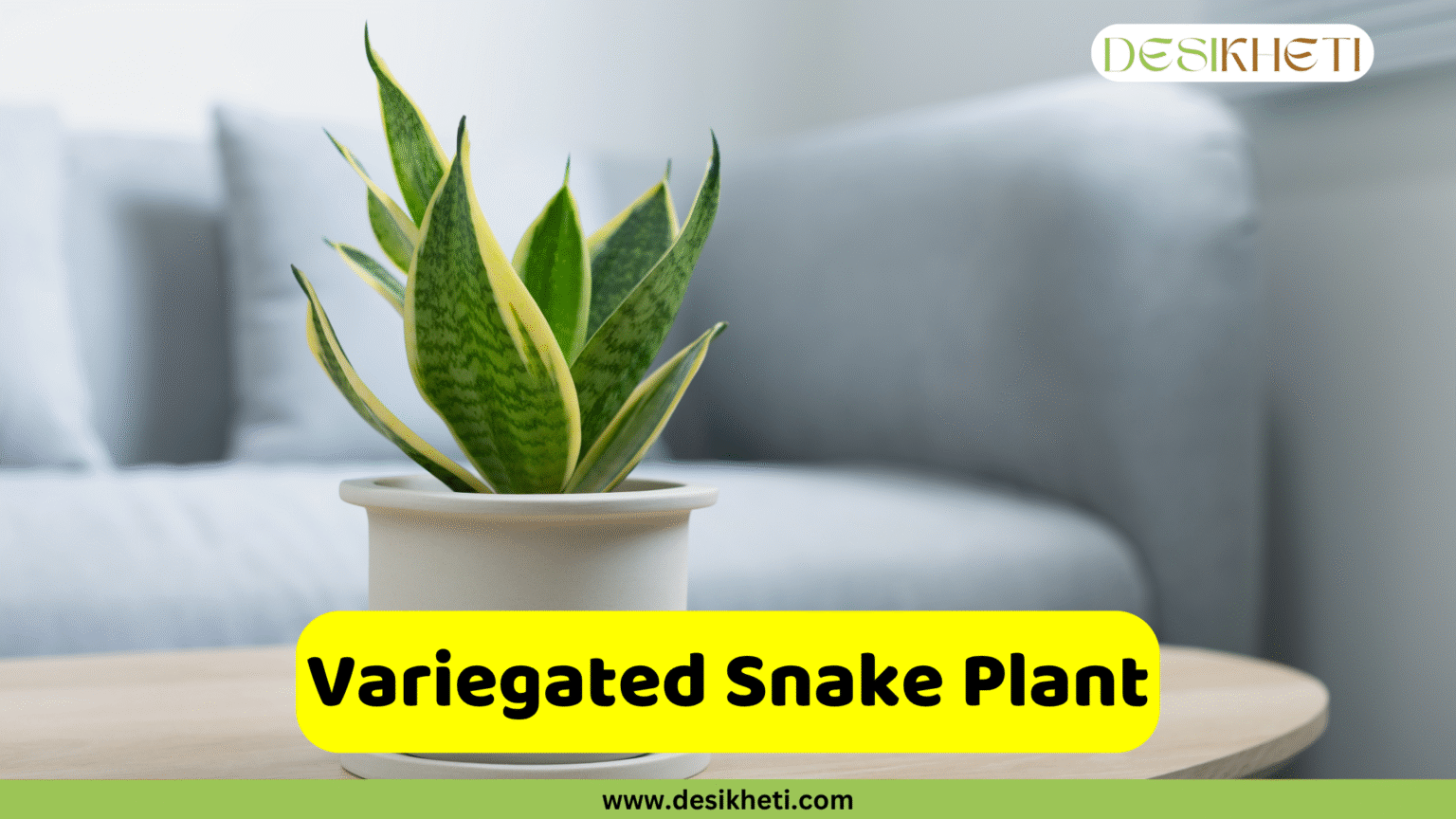 15 Types of Snake Plants for Your Garden - DesiKheti