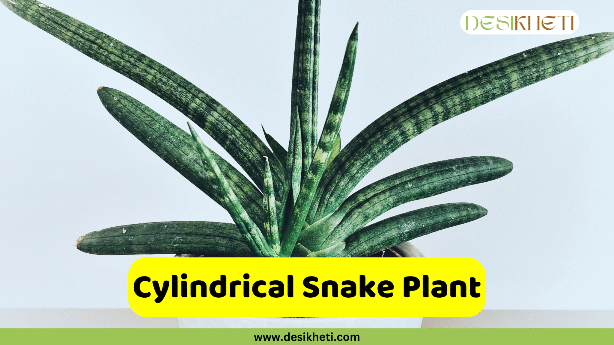 15 Types of Snake Plants for Your Garden - DesiKheti