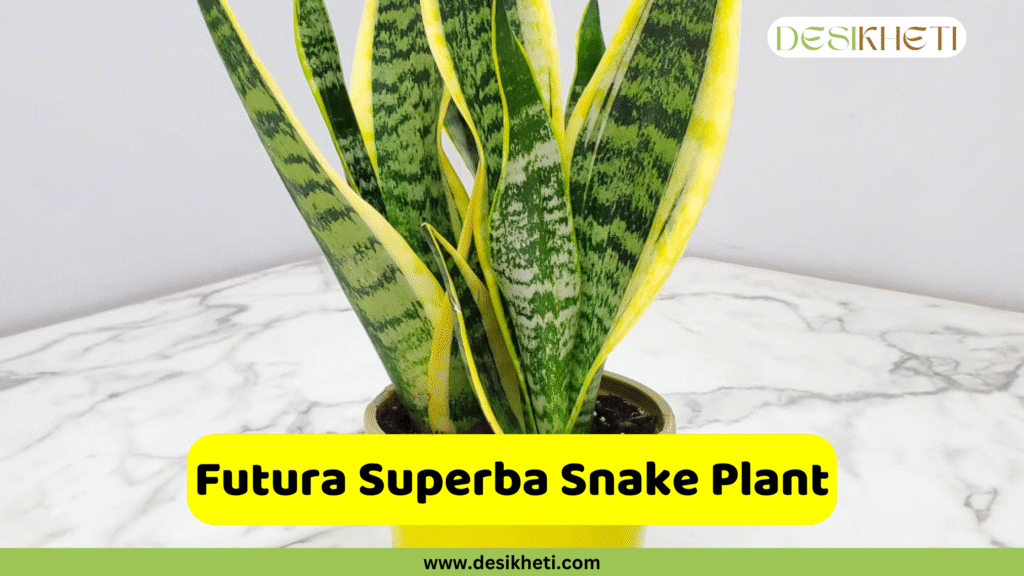 15 Types of Snake Plants for Your Garden - DesiKheti