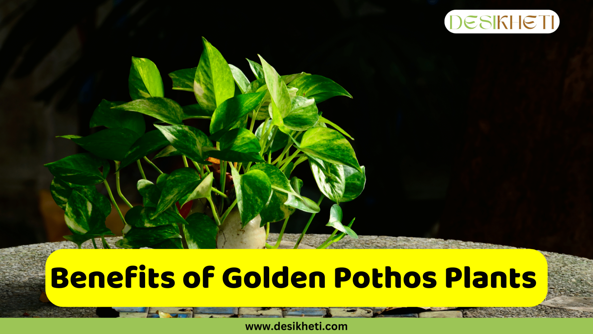 10 Benefits of Growing Golden Pothos Indoors - DesiKheti