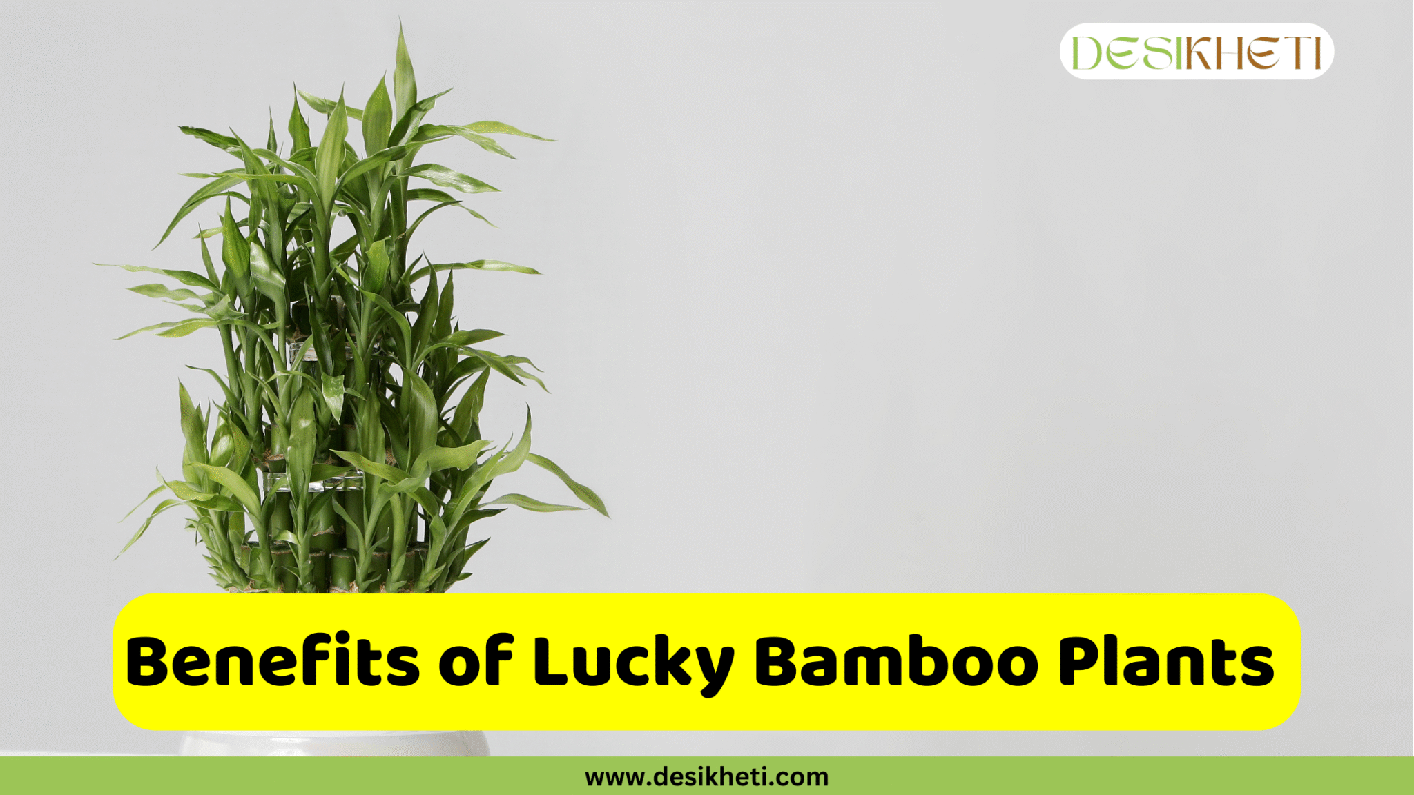 10 Benefits of Growing Lucky Bamboo Plants Indoors - DesiKheti