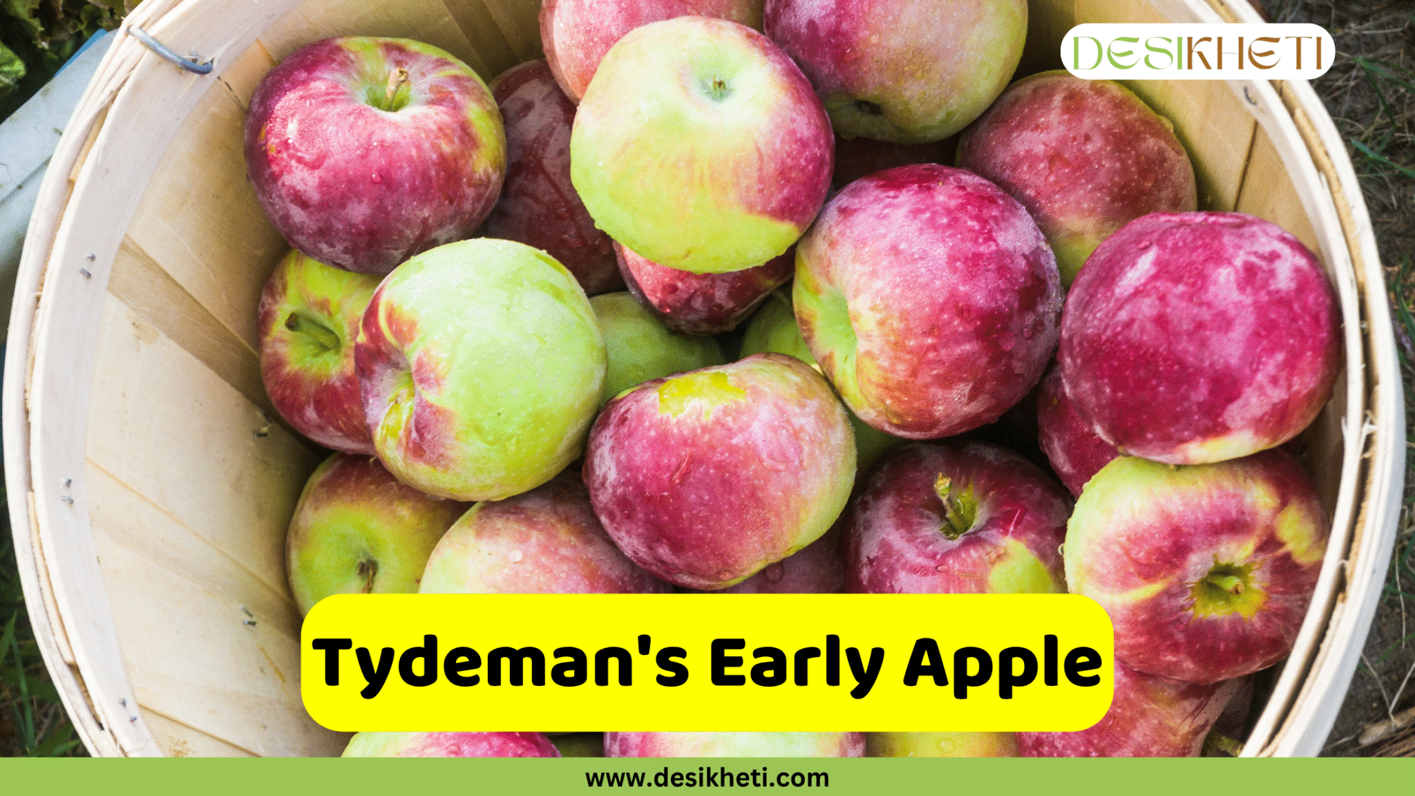 10 Popular Apple Varieties You Should Taste at Least Once in Your ...