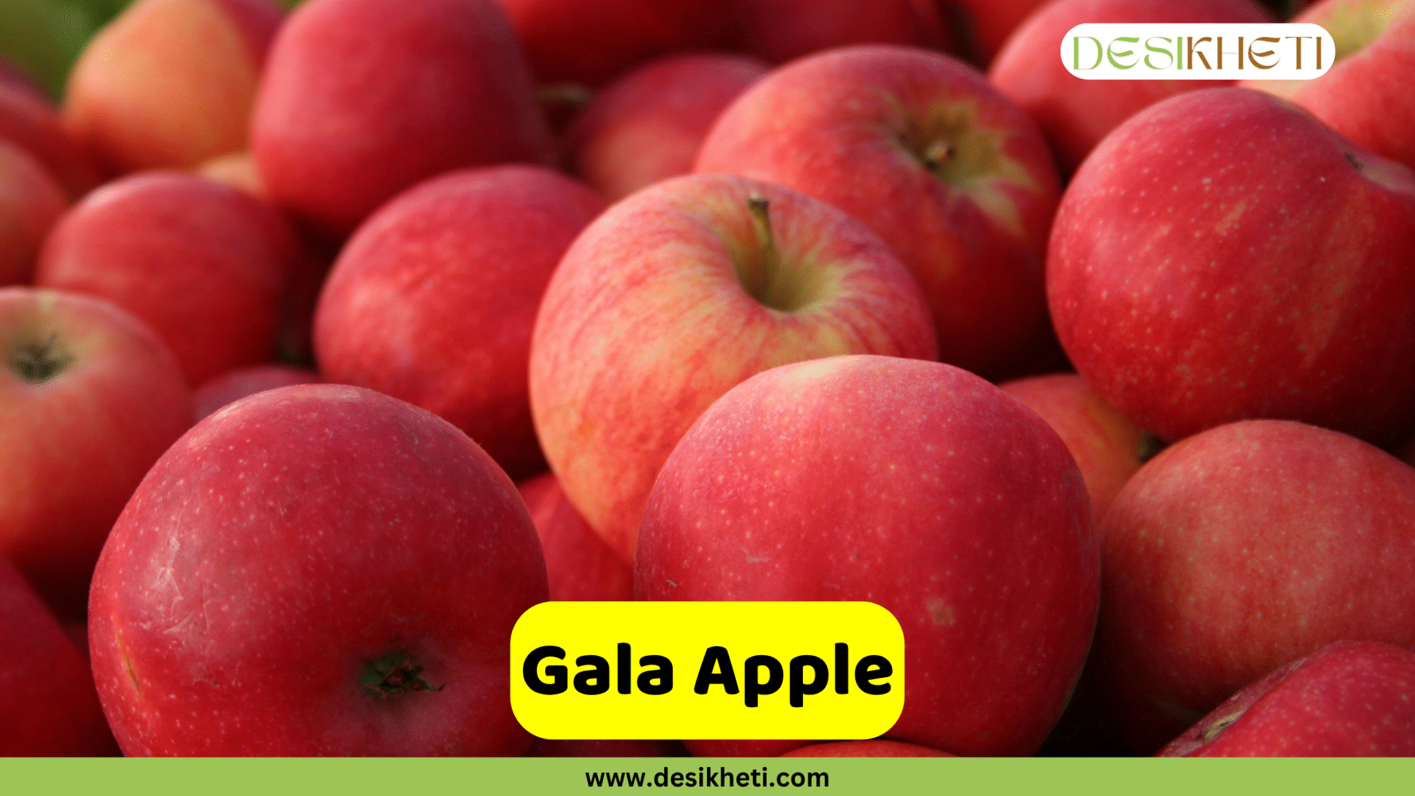 10 Popular Apple Varieties You Should Taste at Least Once in Your ...