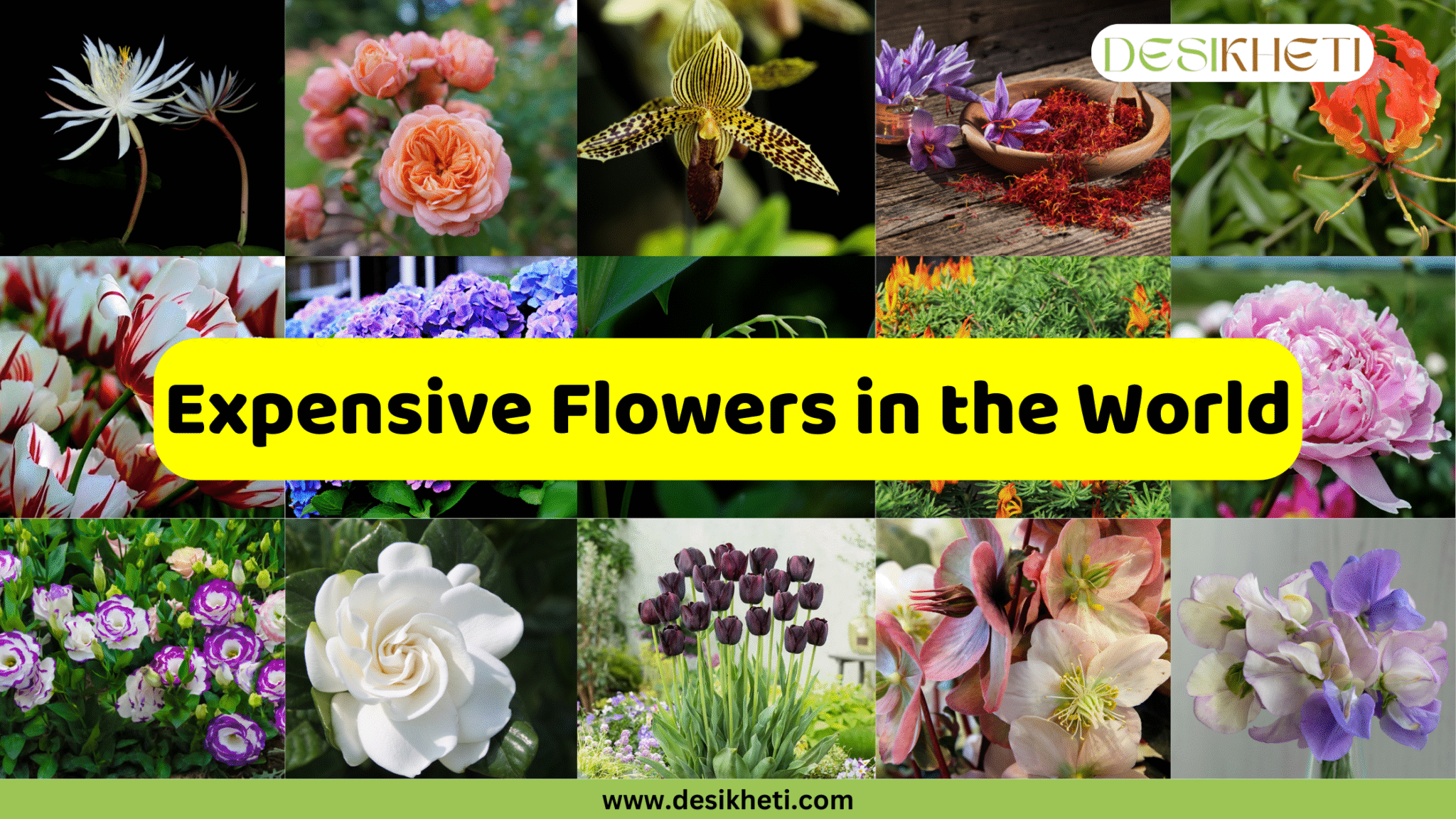 Top 15 Most Expensive Flowers in the World - DesiKheti