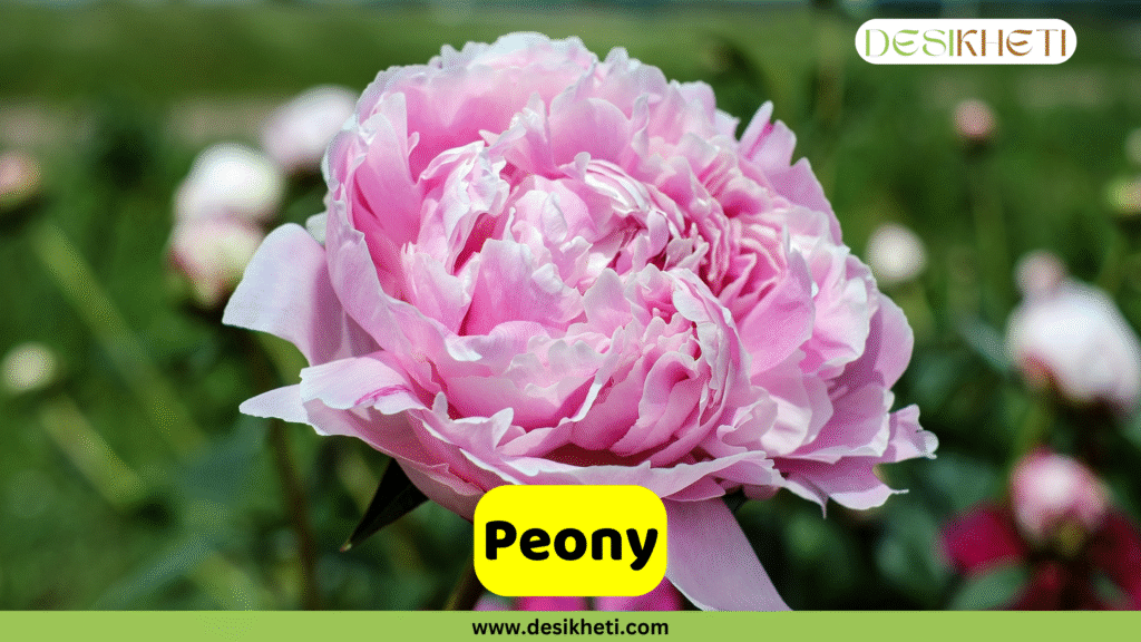 Top 15 Most Expensive Flowers in the World - DesiKheti