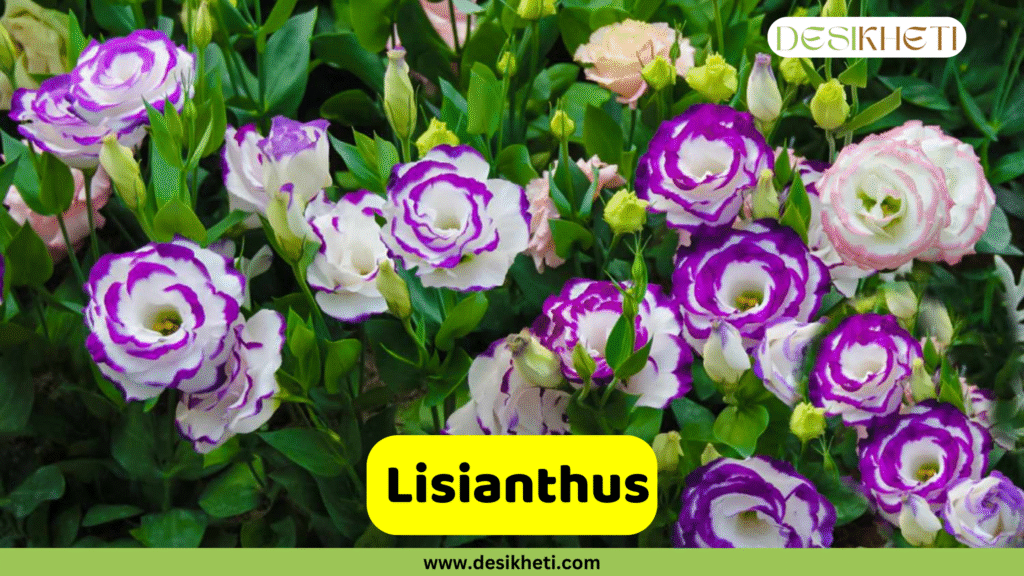 Top 15 Most Expensive Flowers in the World - DesiKheti