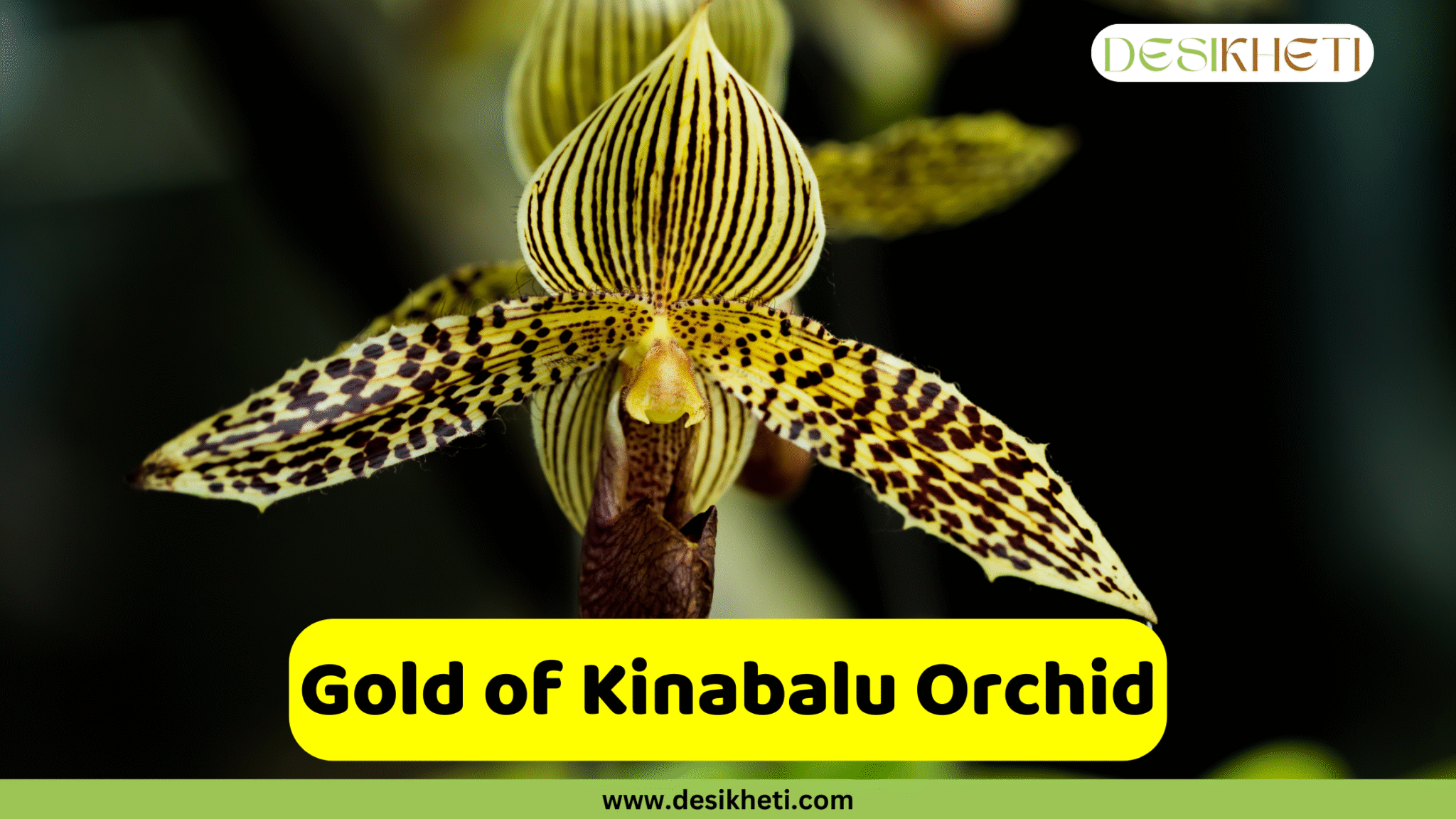 Top 15 Most Expensive Flowers in the World - DesiKheti