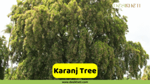 Top 15 Unbelievably Fast-Growing Trees in India - DesiKheti