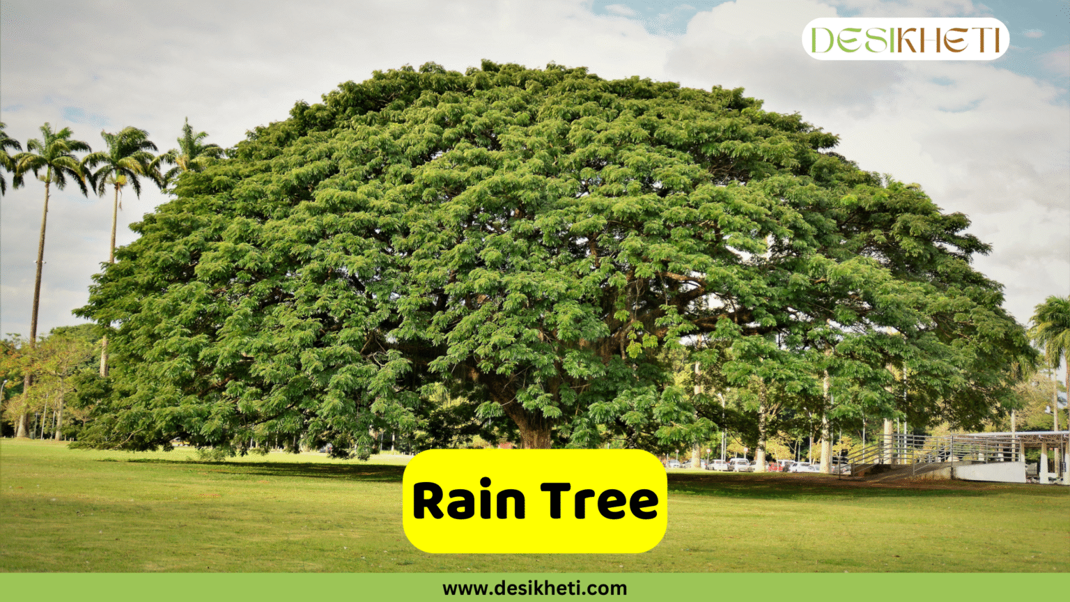 Top 15 Unbelievably Fast-Growing Trees in India - DesiKheti