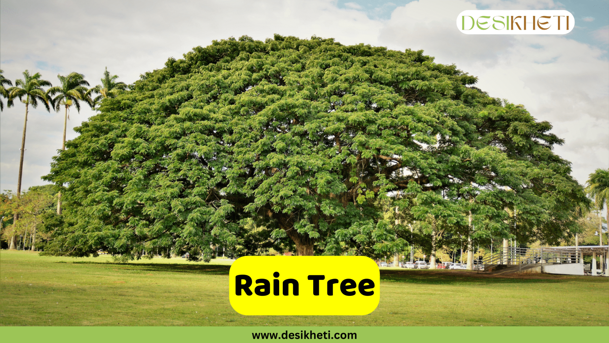 Top 15 Unbelievably Fast-Growing Trees in India - DesiKheti