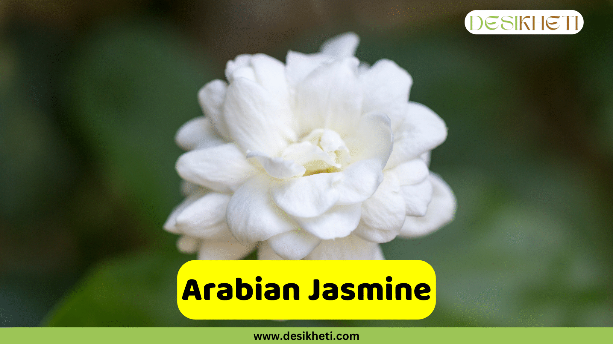15 Beautiful and Fragrant Jasmine Varieties to Grow in Your Garden ...