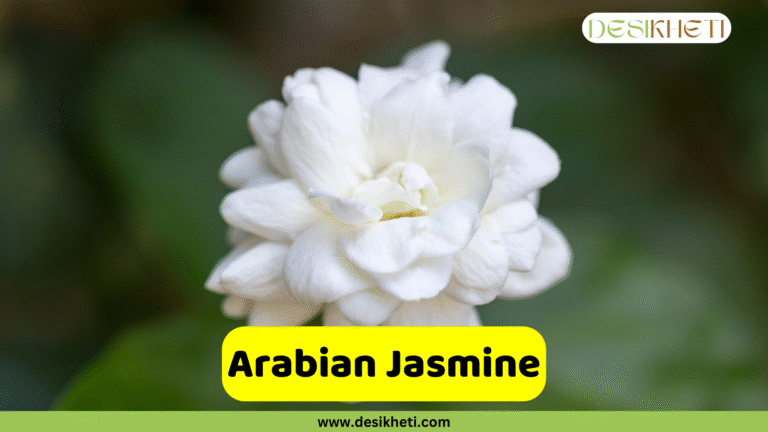 15 Beautiful and Fragrant Jasmine Varieties to Grow in Your Garden ...
