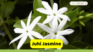 15 Beautiful and Fragrant Jasmine Varieties to Grow in Your Garden ...