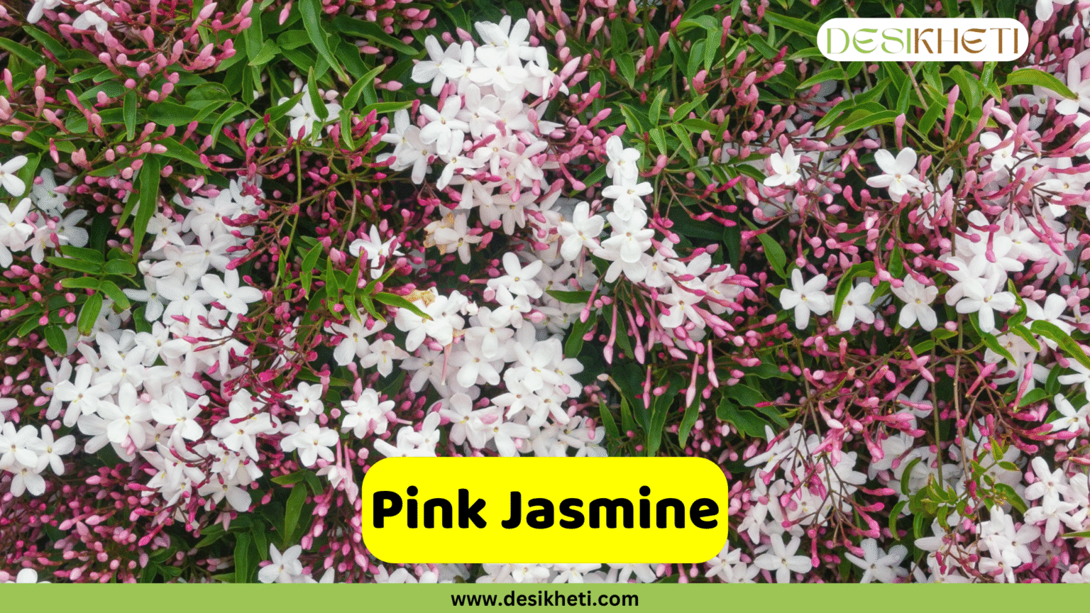 15 Beautiful and Fragrant Jasmine Varieties to Grow in Your Garden ...
