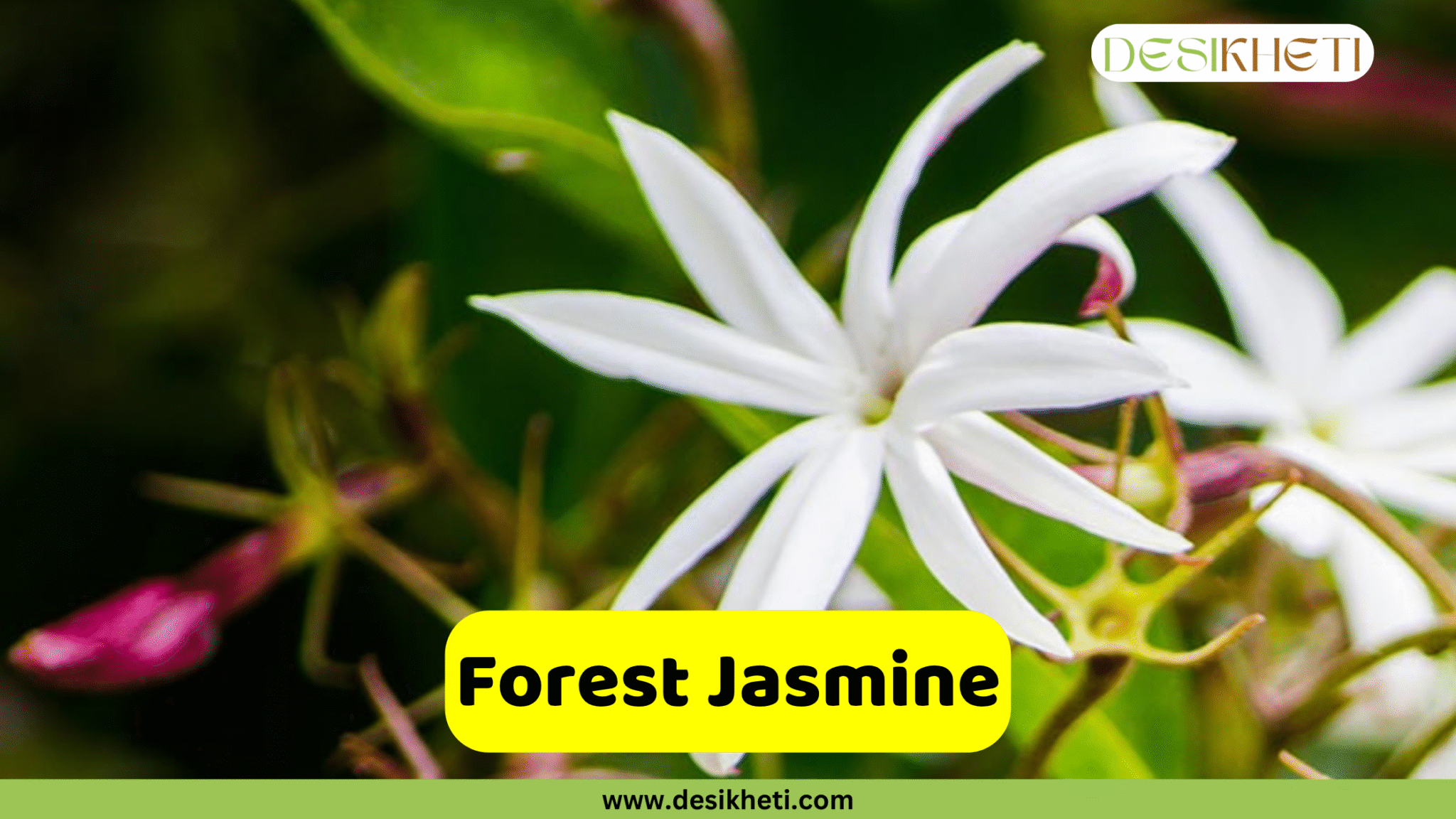 15 Beautiful and Fragrant Jasmine Varieties to Grow in Your Garden ...