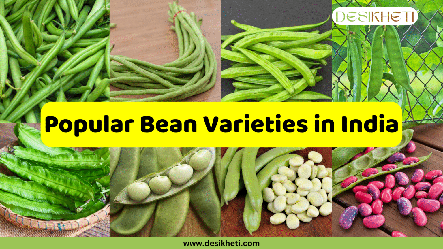 Popular Bean Varieties in India: Uses, Cultivation & Nutritional ...