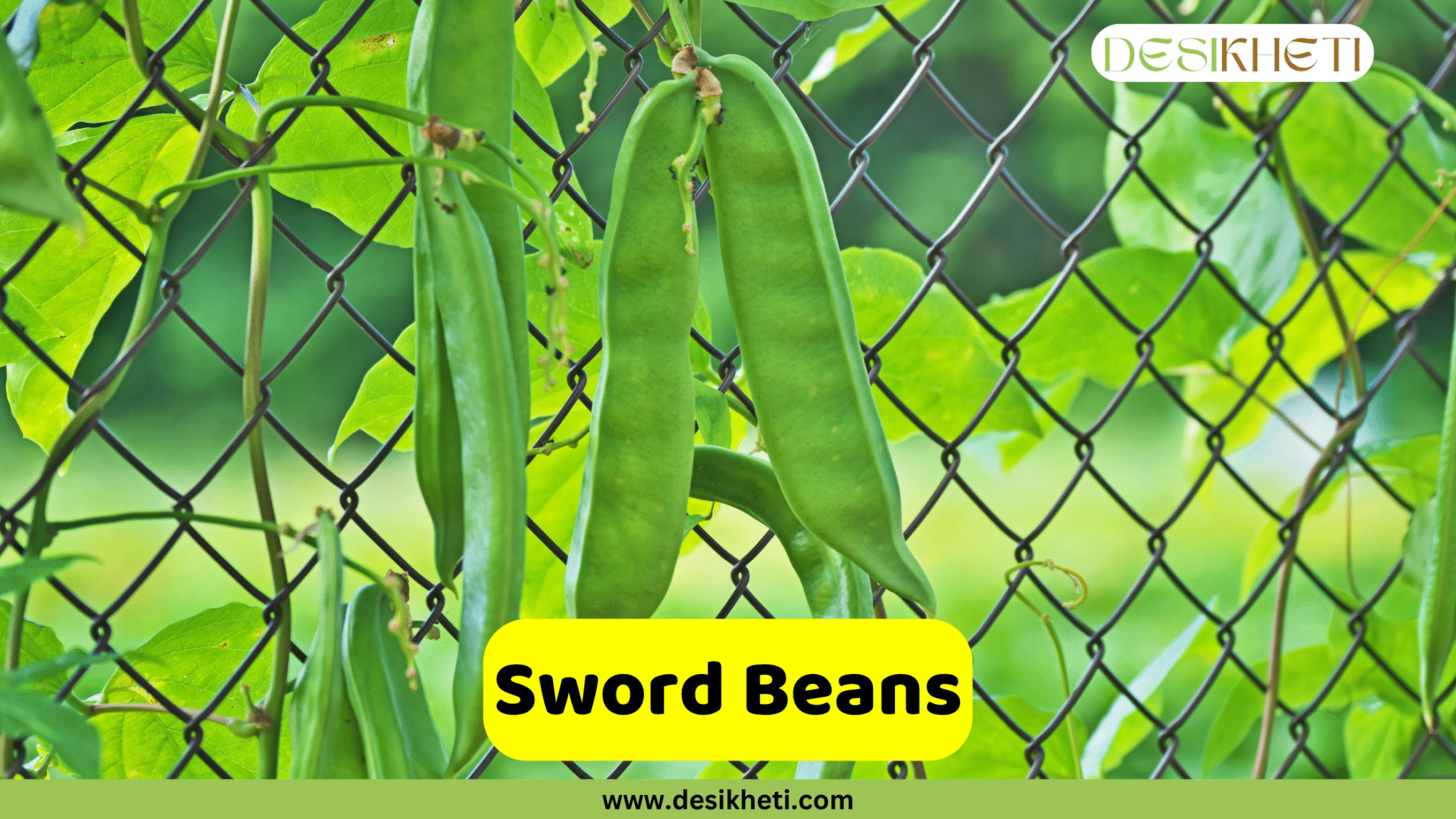 Popular Bean Varieties in India: Uses, Cultivation & Nutritional ...