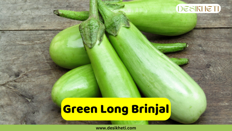 12 Popular Brinjal Types in India - DesiKheti