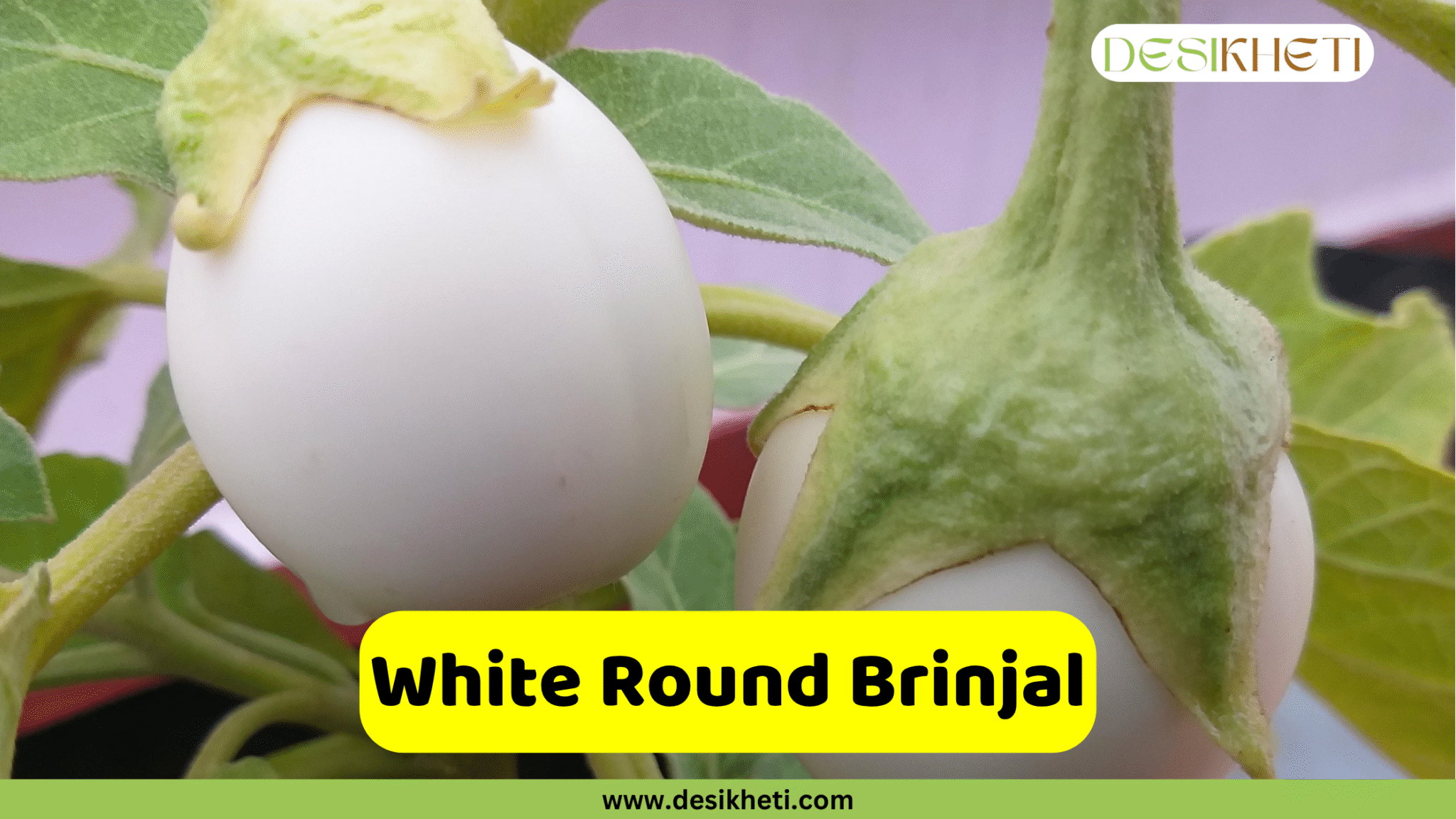 12 Popular Brinjal Types in India - DesiKheti