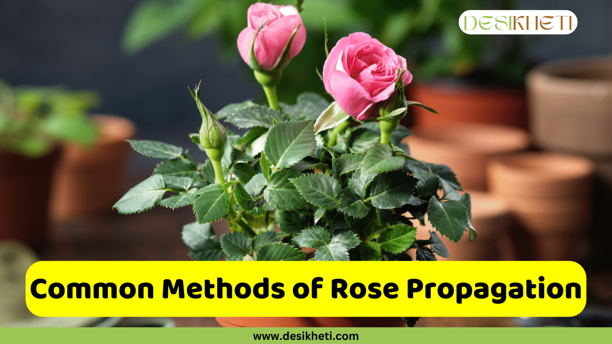 Multiply Rose Plants for Free with the Best Propagation Techniques ...