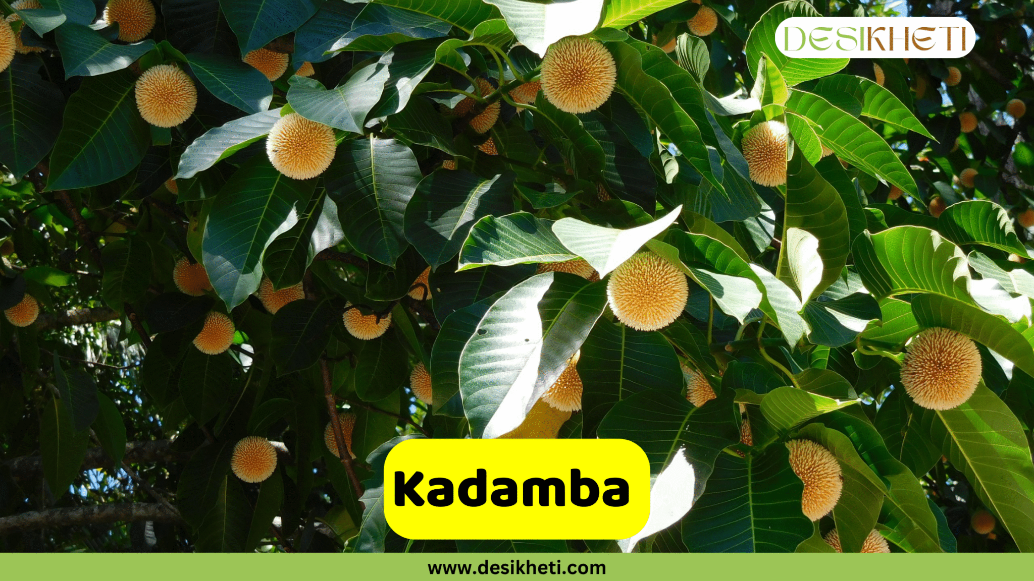 Top 15 Unbelievably Fast-Growing Trees in India - DesiKheti