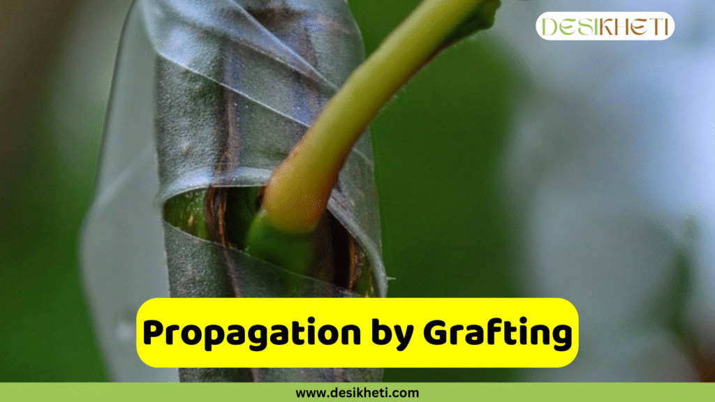 Multiply Rose Plants for Free with the Best Propagation Techniques ...