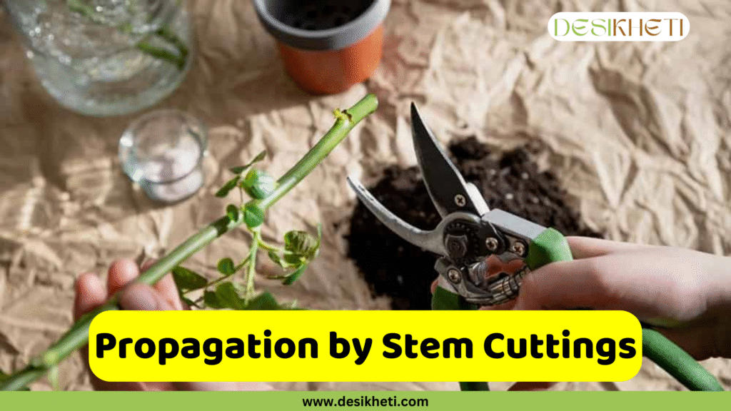 Multiply Rose Plants for Free with the Best Propagation Techniques ...