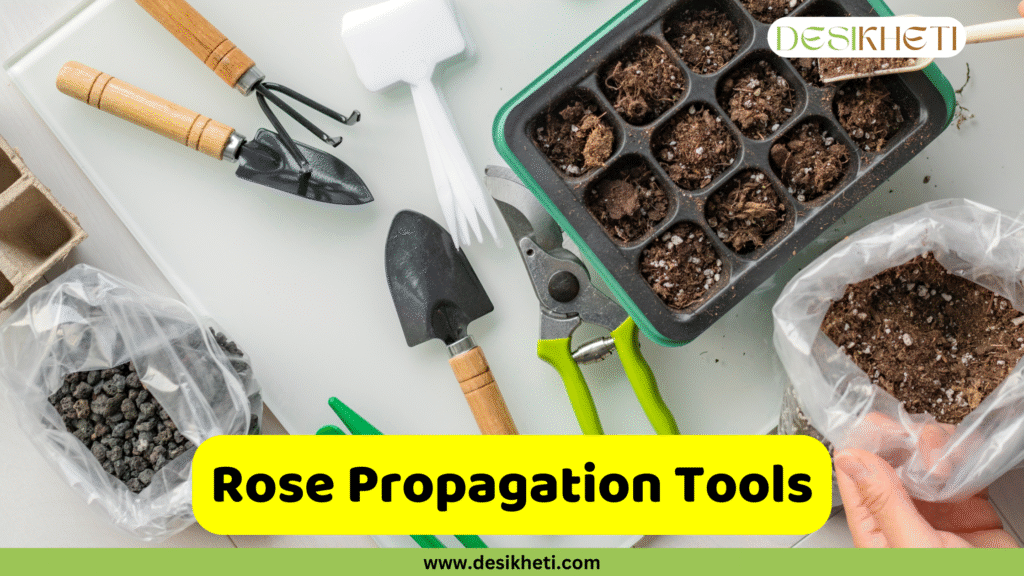 Multiply Rose Plants for Free with the Best Propagation Techniques ...