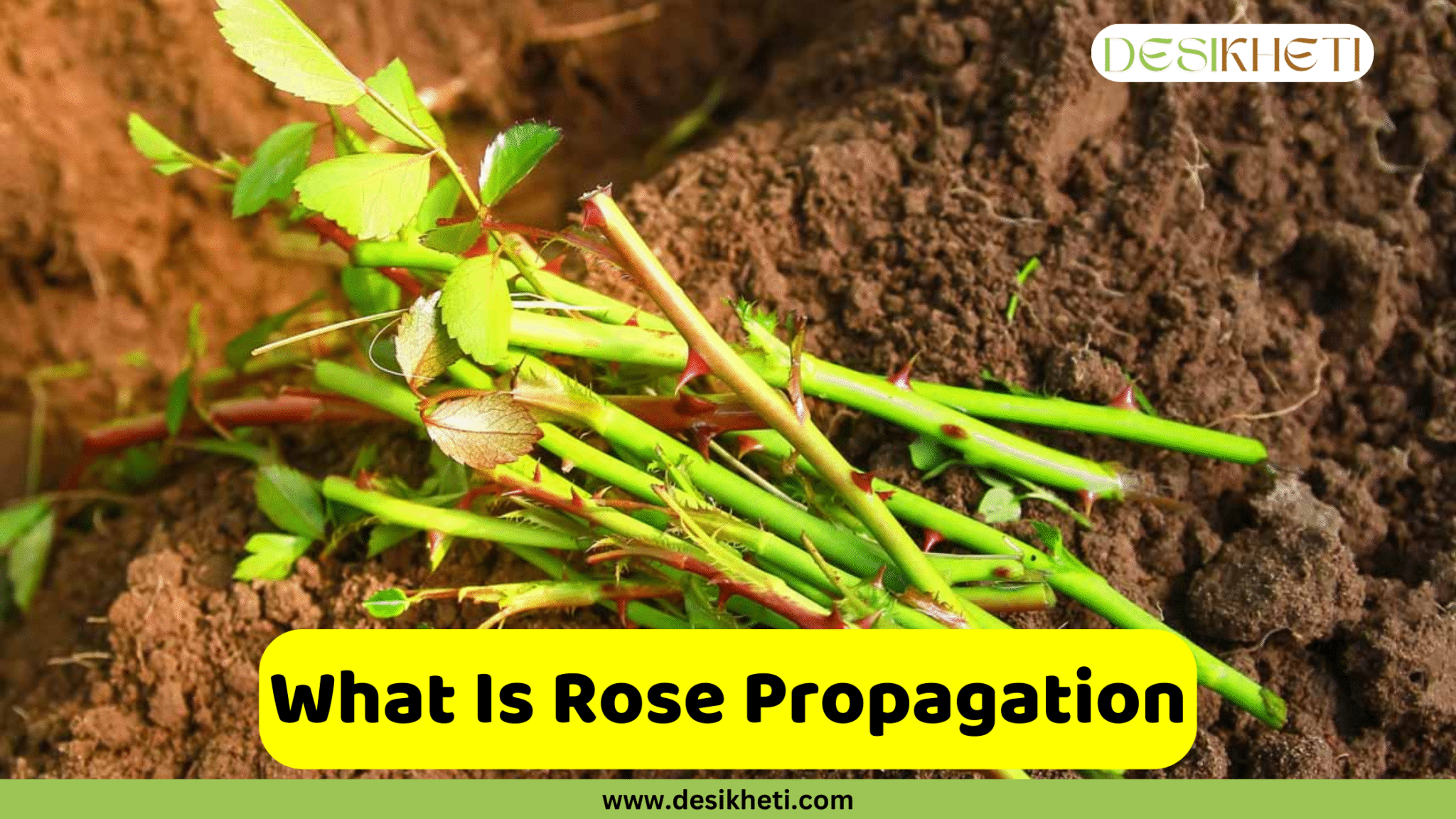 Multiply Rose Plants for Free with the Best Propagation Techniques ...