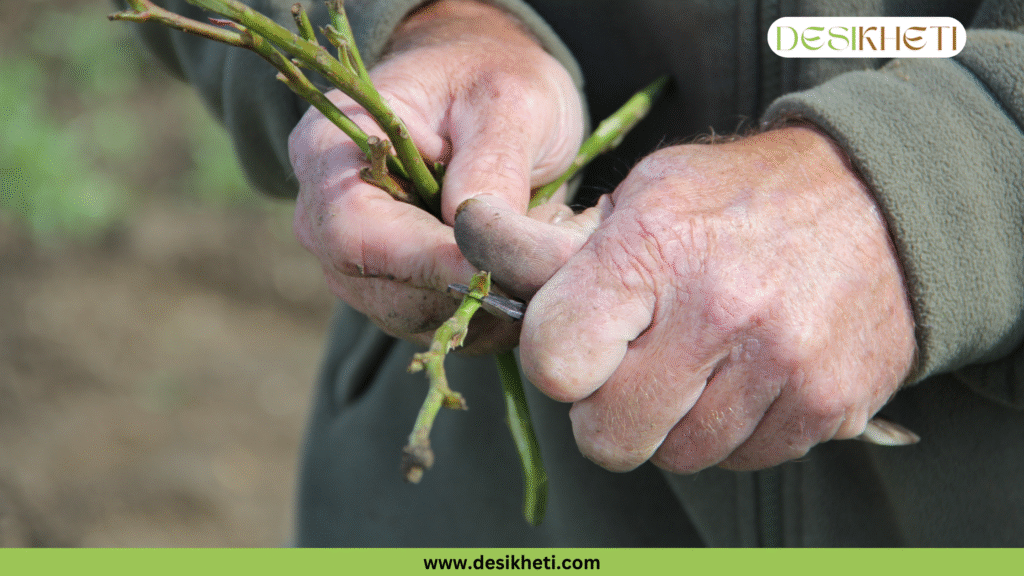 Multiply Rose Plants for Free with the Best Propagation Techniques ...